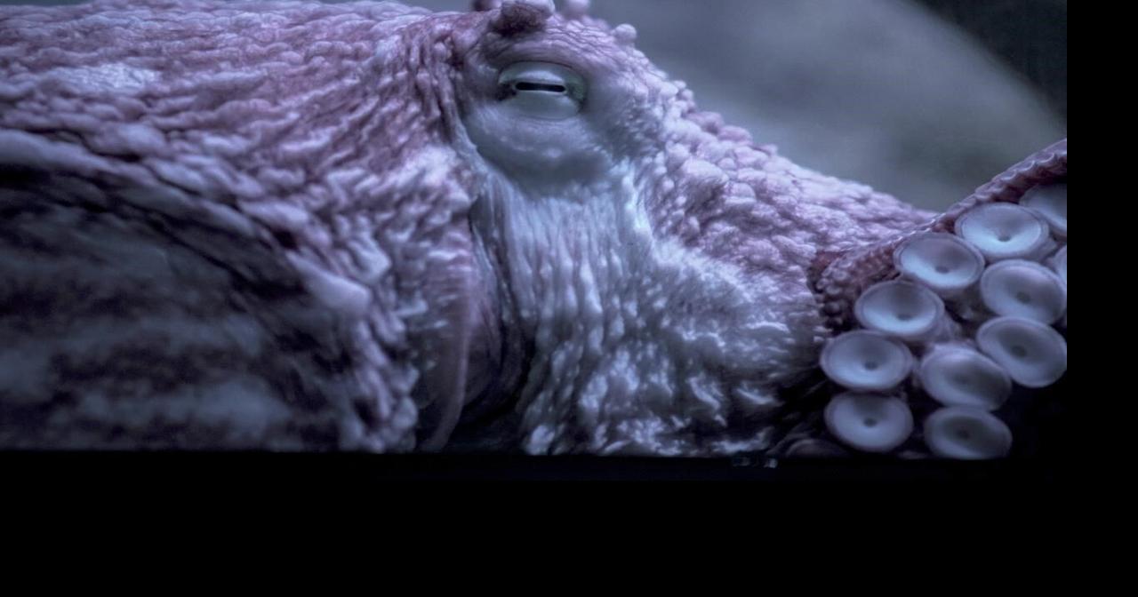 Octopus battles B.C.'s bomb cyclone in ocean floor video