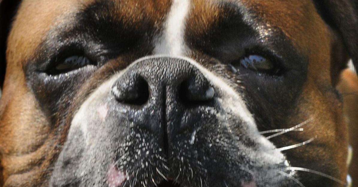 PHOTO ARCHIVES: Dog days of sumer in Hamilton