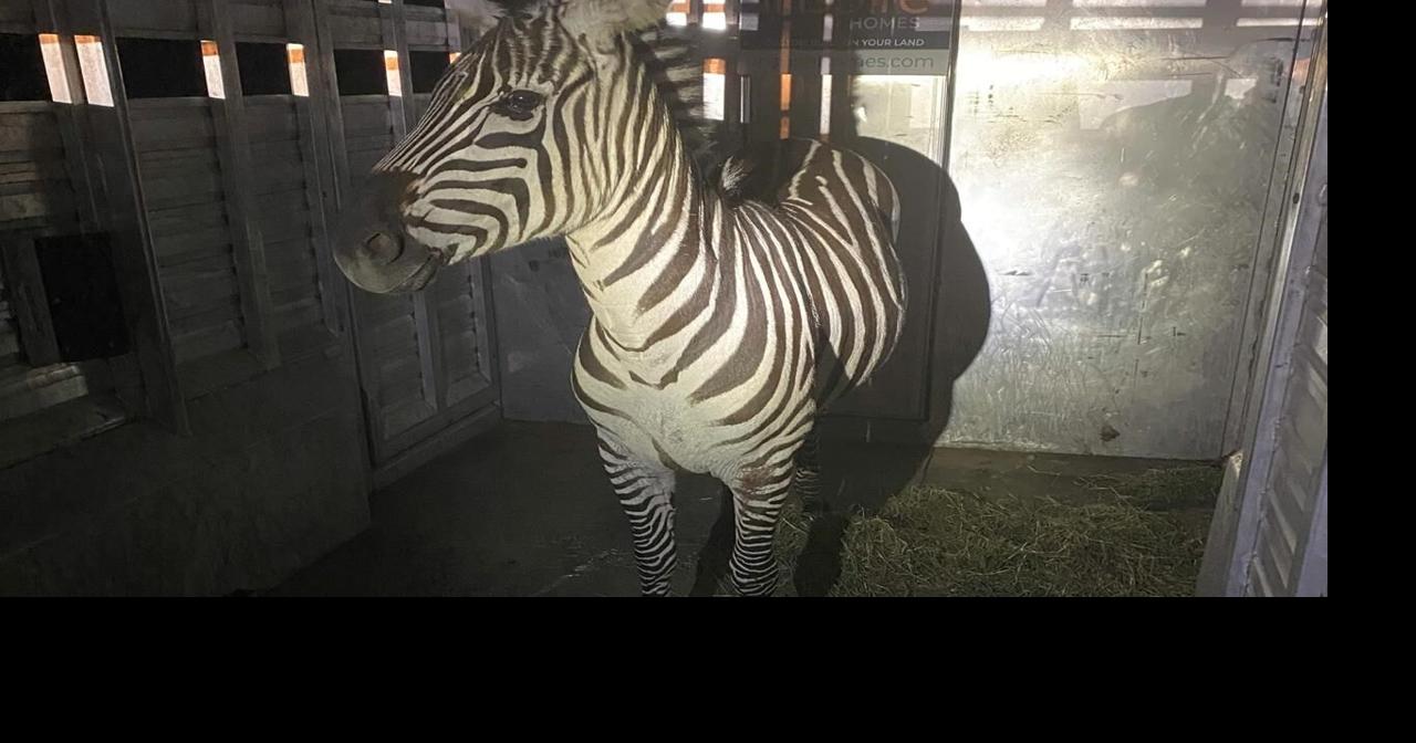 Escaped zebra captured near Seattle after gallivanting around Cascade ...