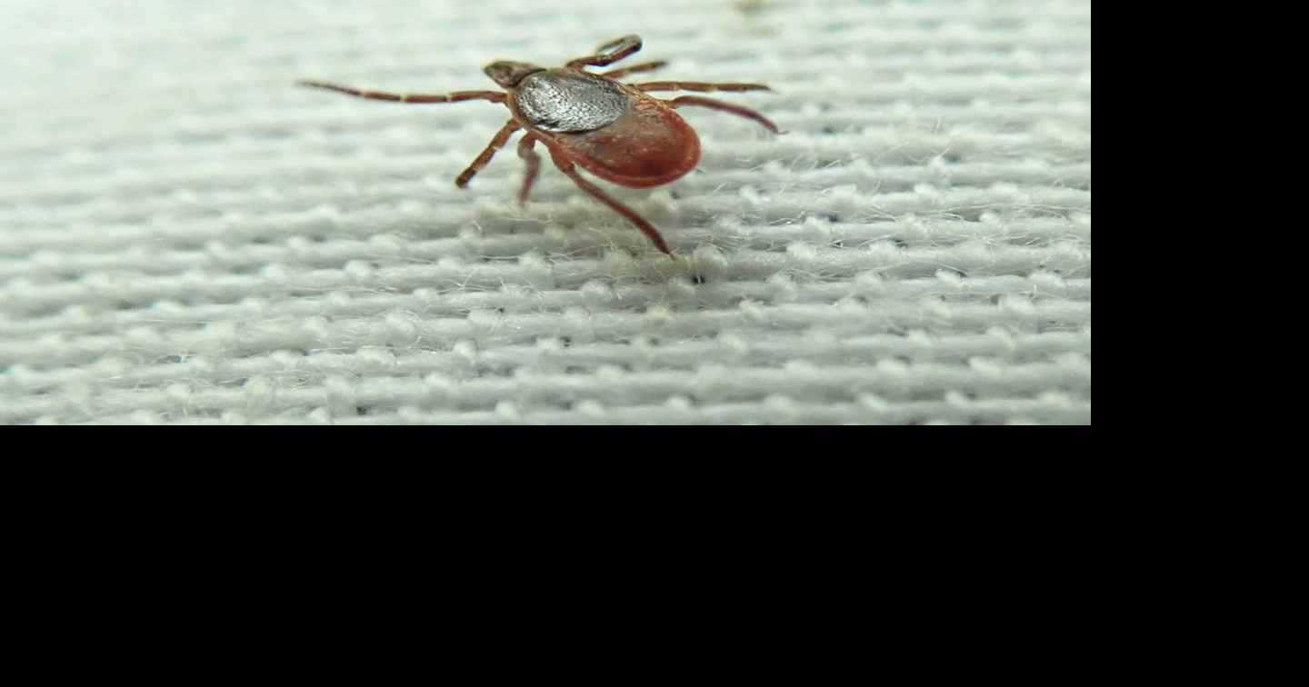 State of ticks in P.E.I.
