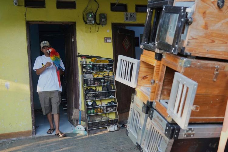 Photos show how an Indonesian motorbike mechanic became a macaw trainer