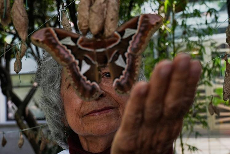 Rescued giant moths emerge from cocoons in Mexico's sprawling capital