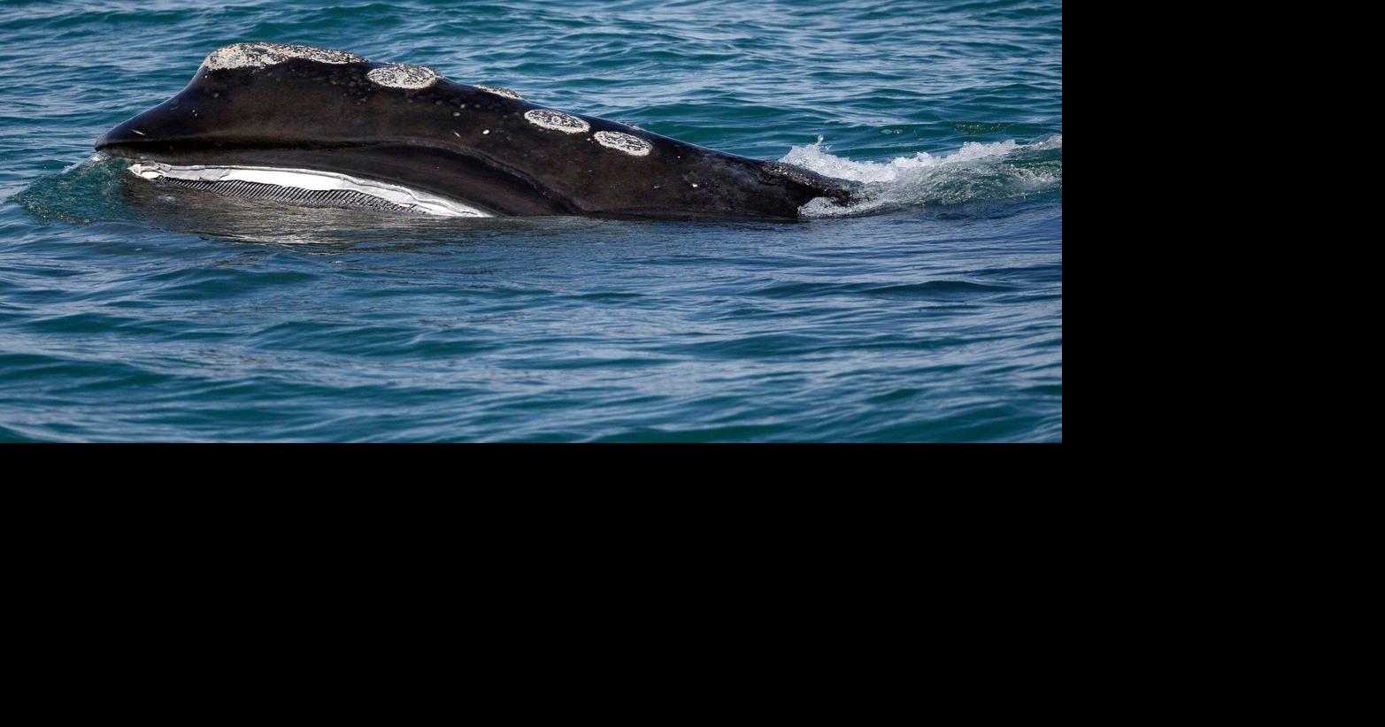 A rare whale is having an encouraging season for births. Scientists ...