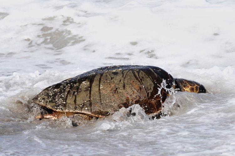 June Cleaver the loggerhead turtle is released into the ocean off ...