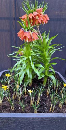 Spring Tide bulb show at Gage Park relieves the winter blues
