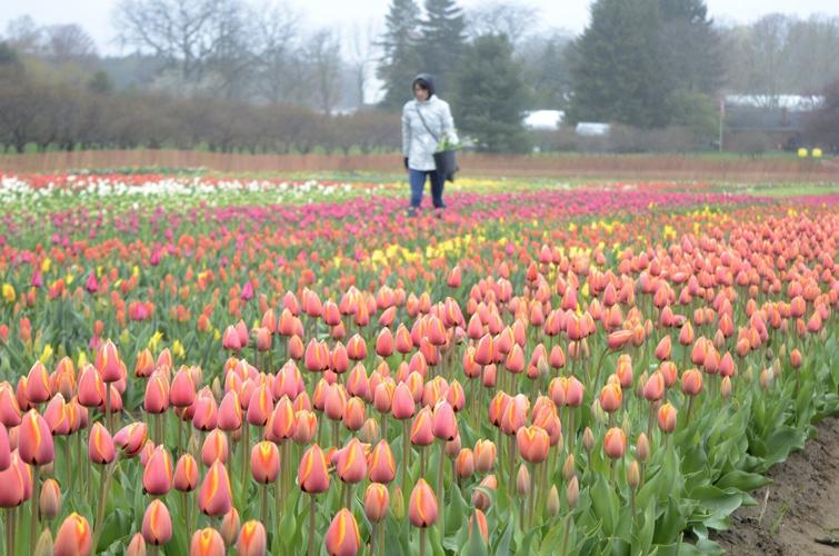Tulipmania strikes Niagara