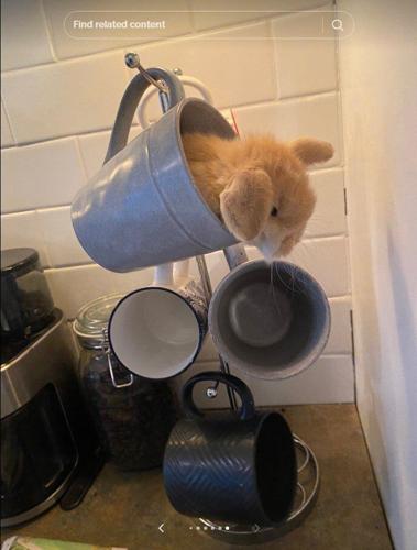 Hamilton police investigating kidnapping Potato the Bunny