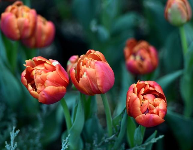 Spring Tide Bulb Show at Gage Park welcomes the season