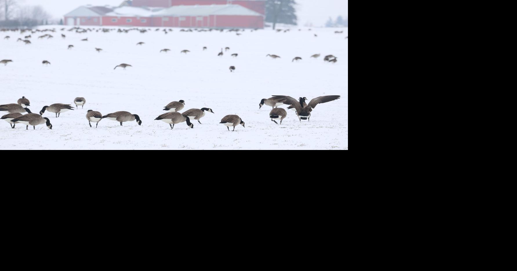 Snow day hits Hamilton as winter storm continues