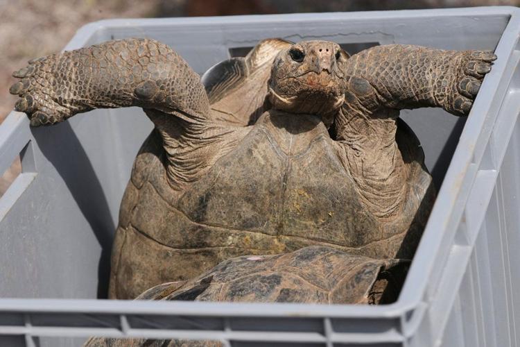Photos of young tortoises bred to return to the home of their ancestors ...