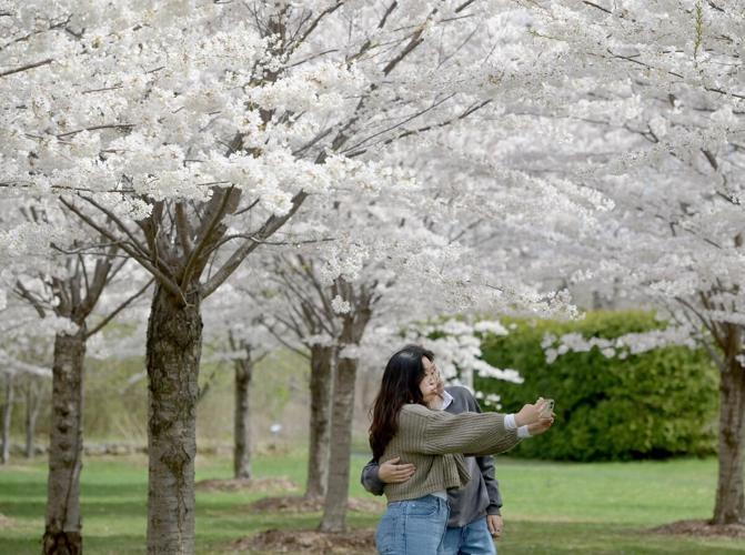 Cherry blossoms bloom across Hamilton