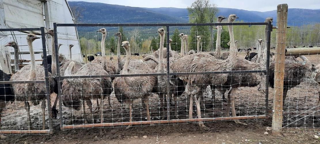 B.C. farmers challenge government order to cull ostrich herd over avian flu outbreak