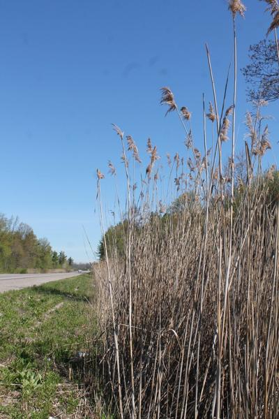What are invasive phragmites and how are we to control them?