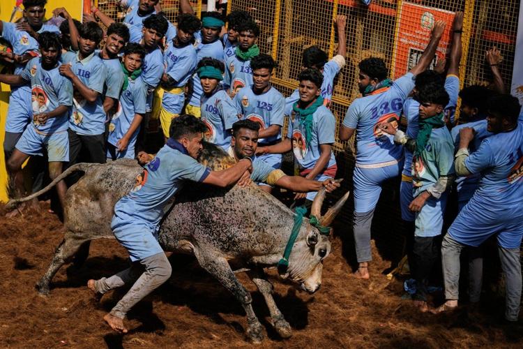 PHOTO ESSAY: Centuries-old bull festival in southern India remains a ...