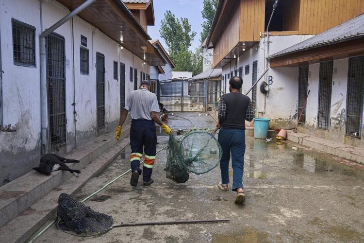 Photos of stray dogs in Indian-controlled Kashmir and attempts to ...