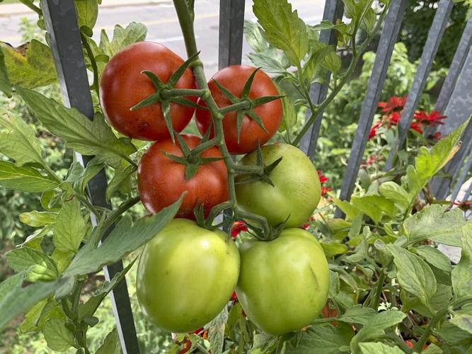 Catching up with Lou Agro, Hamilton’s mushroom king