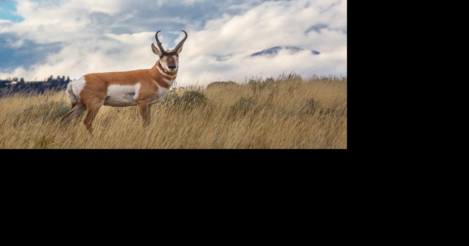 Sask researchers study pronghorn antelope migration patterns