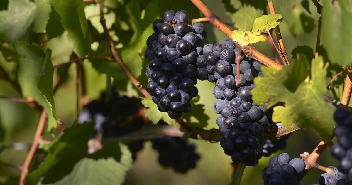 Four vineyard events for more enticement to visit a Hamilton-area winery