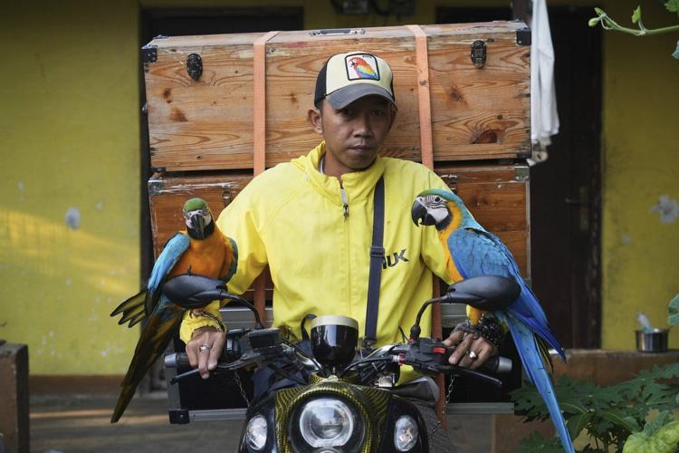 Photos show how an Indonesian motorbike mechanic became a macaw trainer