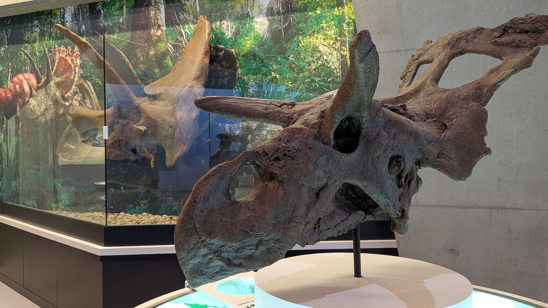Phase 2 of dino museum business plan on hold