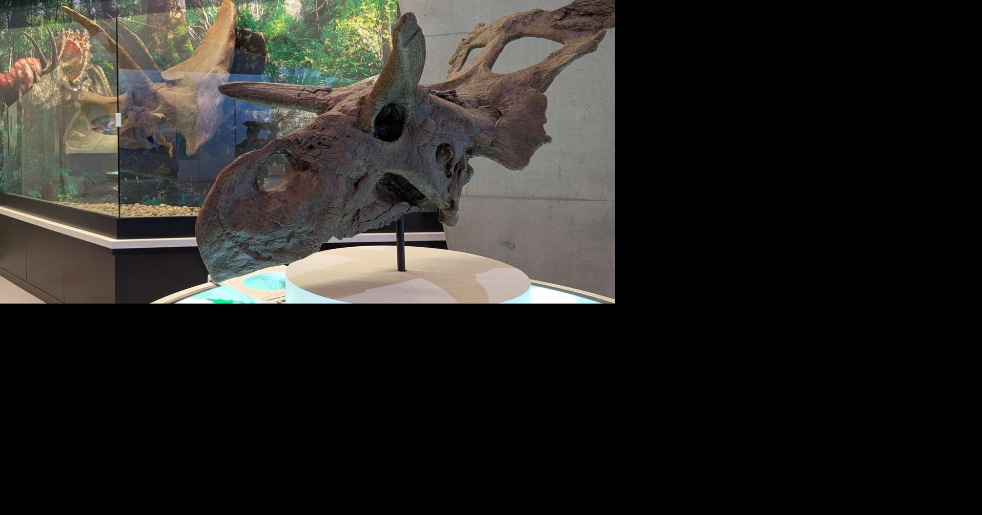 Phase 2 of dino museum business plan on hold