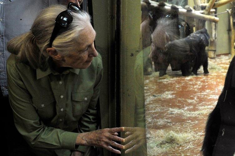 Remembering Jane Goodall in photos: the conservationist renowned for ...