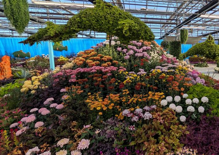 Dive into the mum show