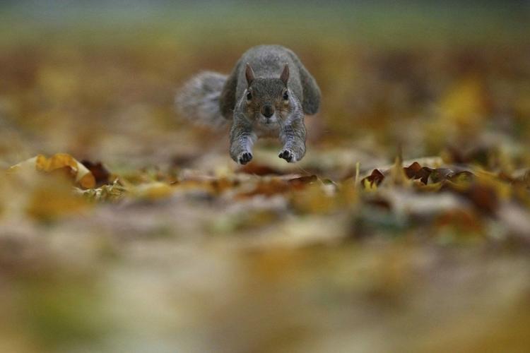 See stunning photos of animals and nature captured by AP ...