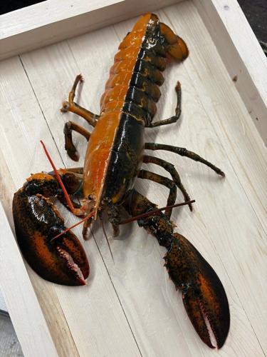 Rare two-colored lobster caught by fishermen off Cape Cod donated to ...
