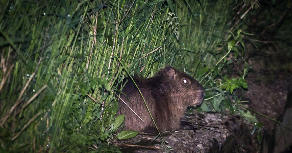 Capybara spotted twice in two nights, but park staff put off capture