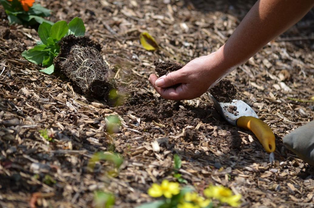 Why digging in the dirt is good for you