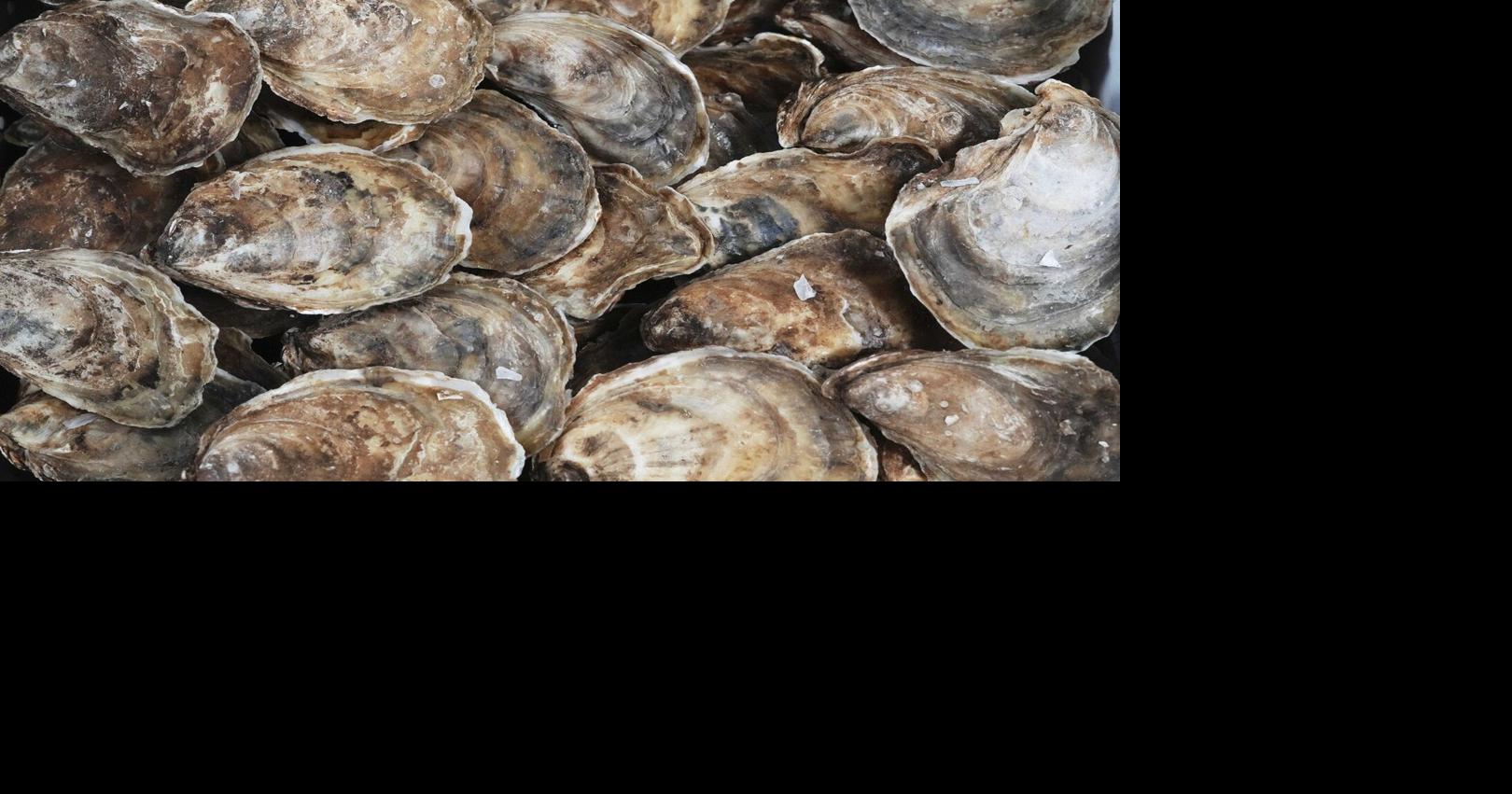 Scientists seek to study eDNA to identify how MSX creeps up on oysters