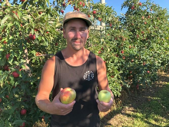 5 early-season Ontario apples to try right now