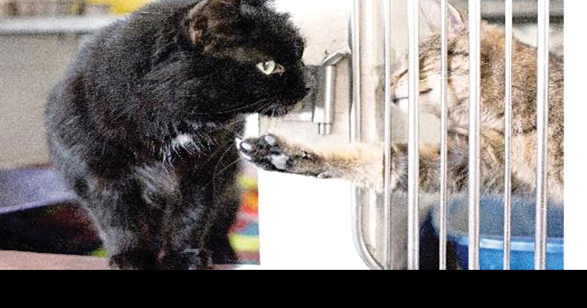 Hamilton/Burlington SPCA sees increase in spay/neuter surgeries in 2016