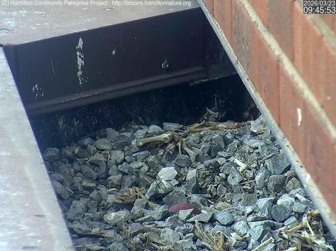Hamilton’s Sheraton falcons lay first egg of 2026