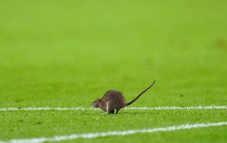 A rat briefly delays World Cup qualifier between Wales and Belgium
