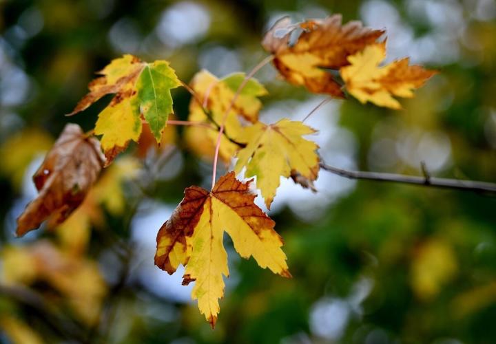 ‘Goldilocks kind of summer’: What is behind this longer, warmer ...