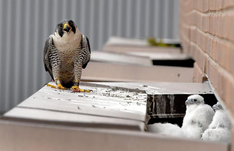 Hamilton peregrine falcon chicks named and banded