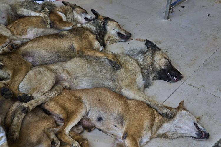 Photos of stray dogs in Indian-controlled Kashmir and attempts to ...