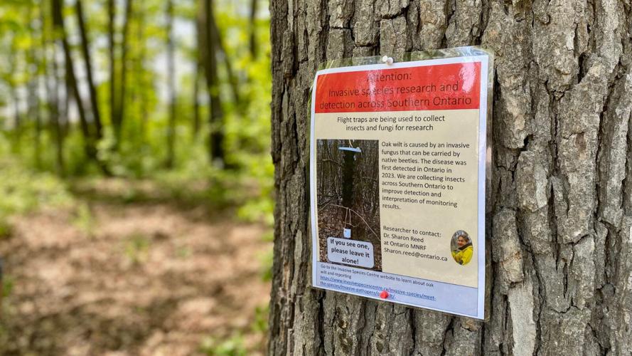What is oak wilt and how do funnel traps help its spread?