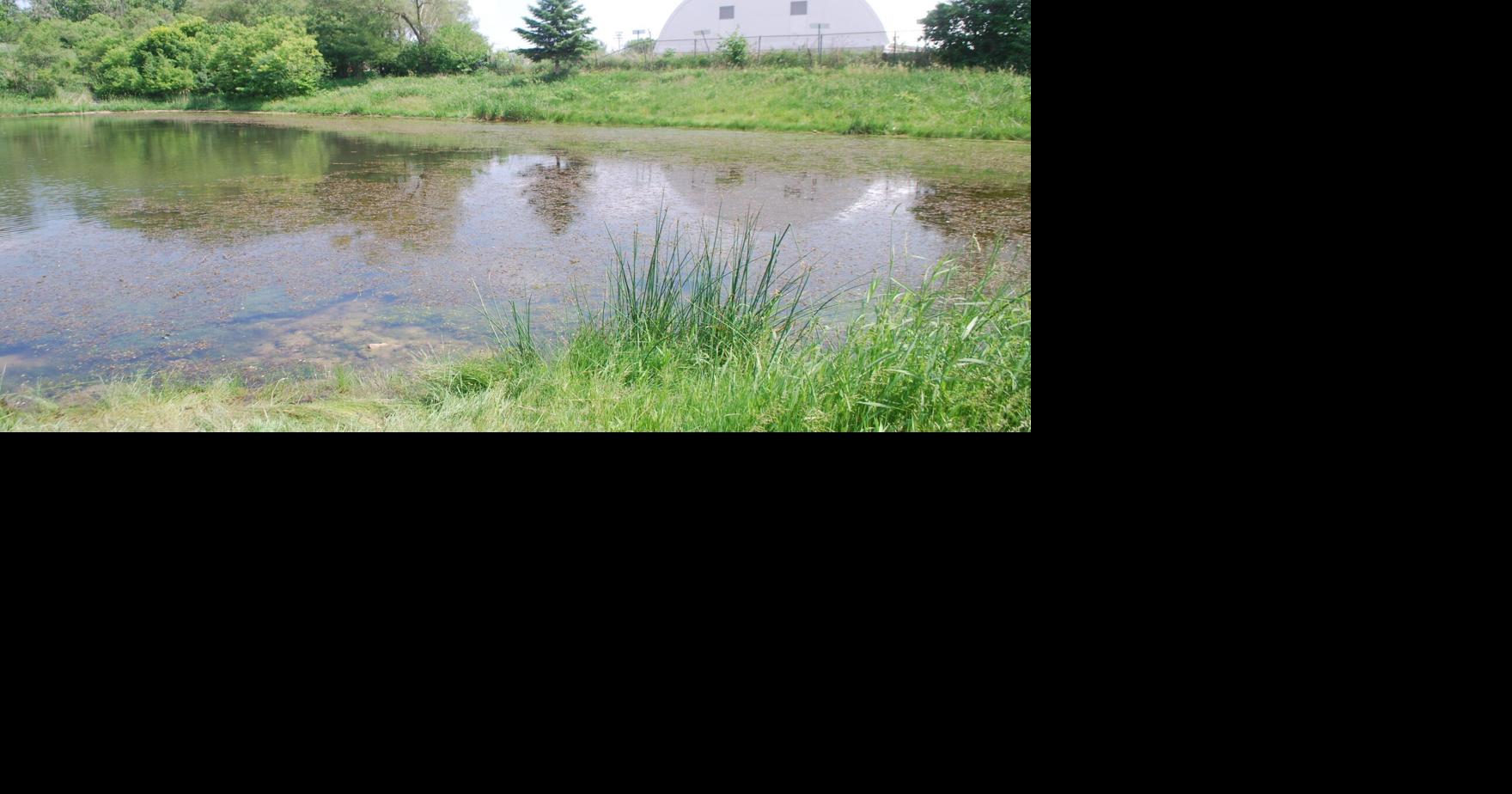 Dundas Delsey Pond odour cause undetermined