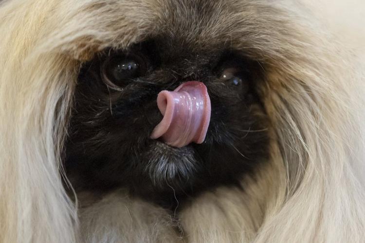 What makes a dog a winner? A Westminster Kennel Club judge explains