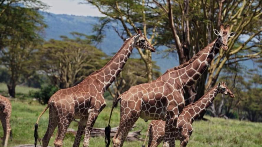 In and out of Africa — the giraffe woman holds head high