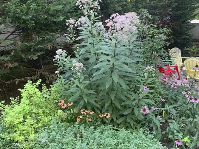 Chelsea Chop is the catchy new name for a classic gardening technique