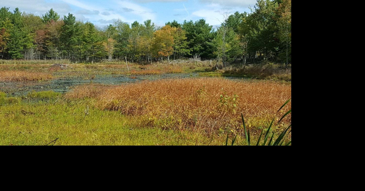 Canada’s wetlands need to be conserved and restored