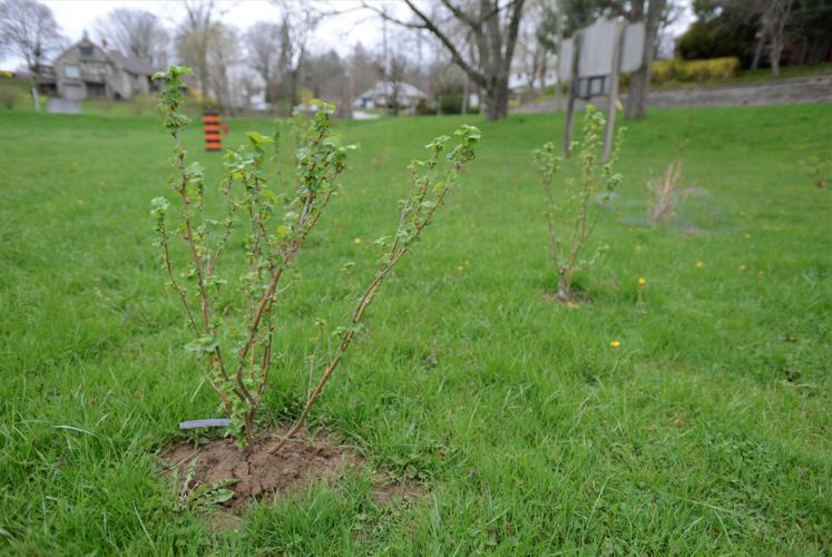 Volunteers needed to help Simcoe Food Forest take root