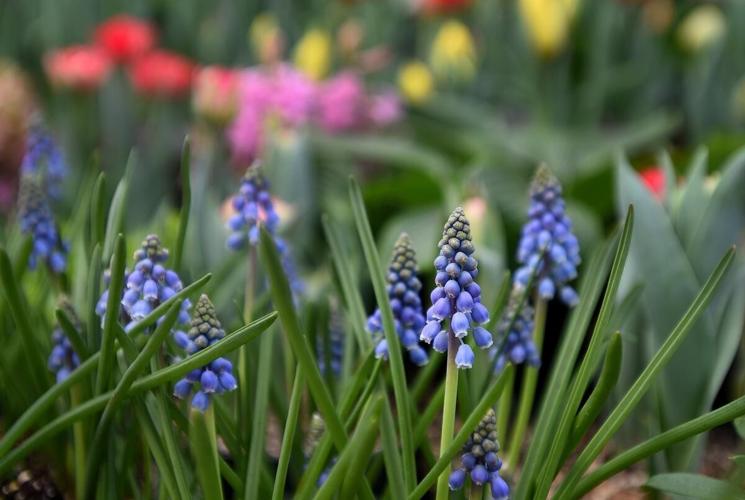 Spring Tide Bulb Show at Gage Park welcomes the season