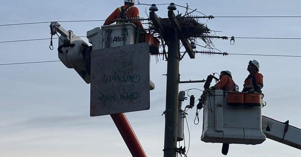 Shocking problem for osprey nests built on B.C. power poles prompts ...