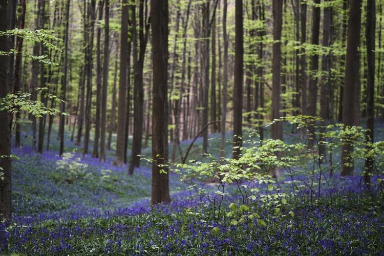 Bluebells and other spring flowers can be nature's antidote to ...