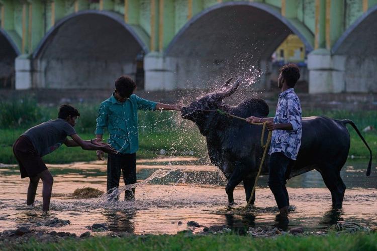 PHOTO ESSAY: Centuries-old bull festival in southern India remains a ...